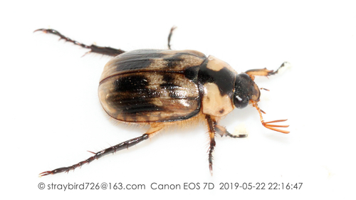 Anomala pilifrons · iNaturalist
