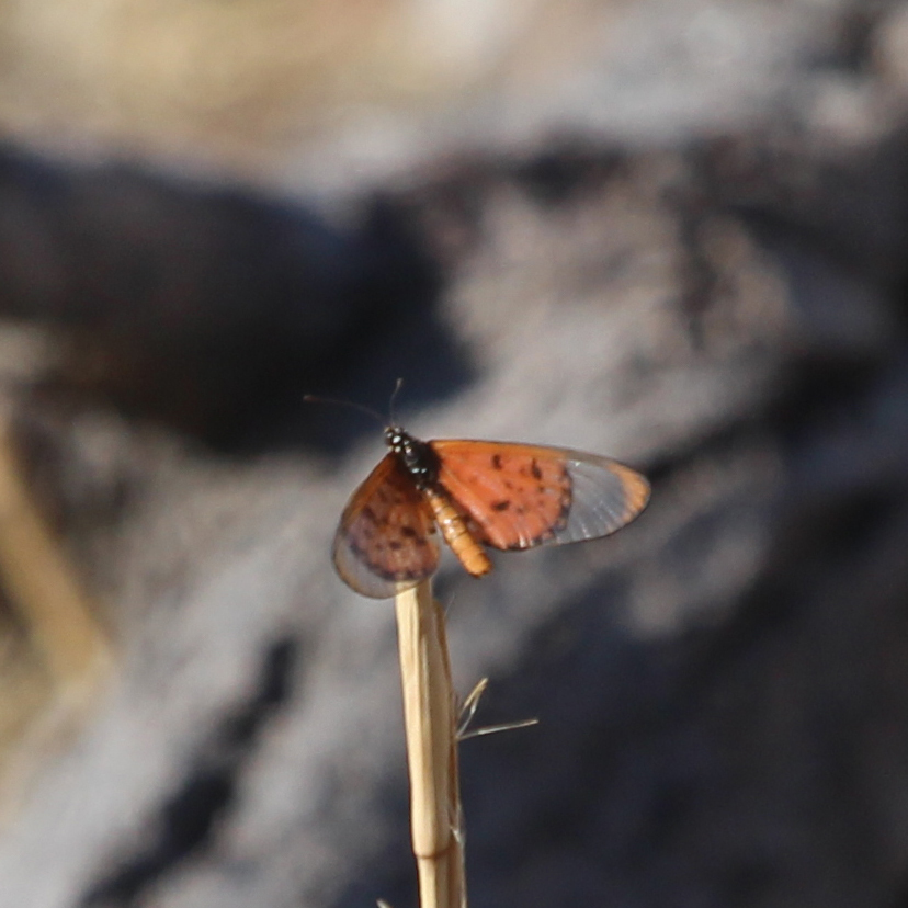 Wandering Donkey Acraea from Okaukuejo, Namibia on December 1, 2014 at ...