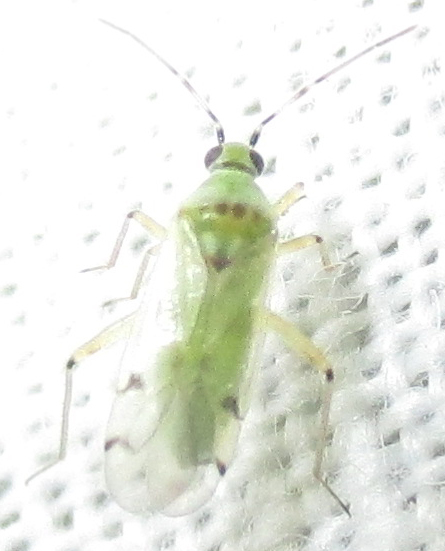 Nesidiocoris tenuis (Reuter, 1895)