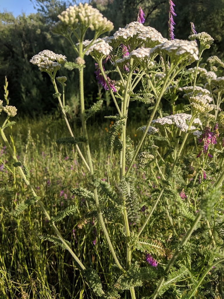 common yarrow from Ridgeview, Redding, CA 96001, USA on May 3, 2019 at ...