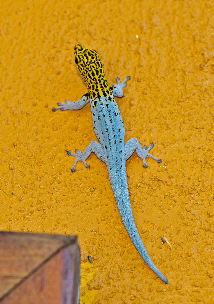 Painted Dwarf Gecko from Kusini, Tanzania on November 13, 2023 by Dave ...