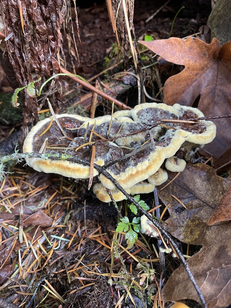 Dyer's Polypore from Corvallis, OR, US on November 20, 2023 at 02:21 PM ...