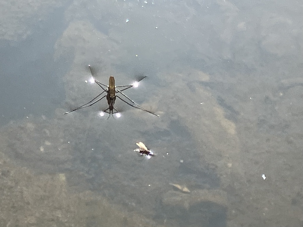 North American Common Water Strider from Boischatel, QC, CA on ...