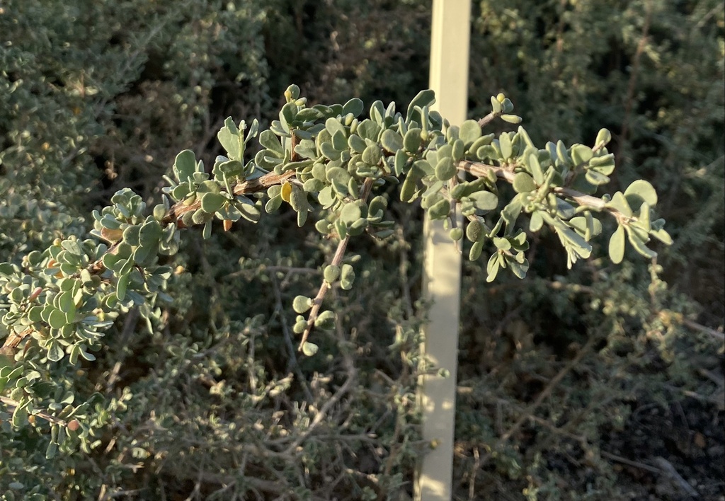 salt tree from Marsa Alam, Red Sea Governorate, Egypt on November 22 ...