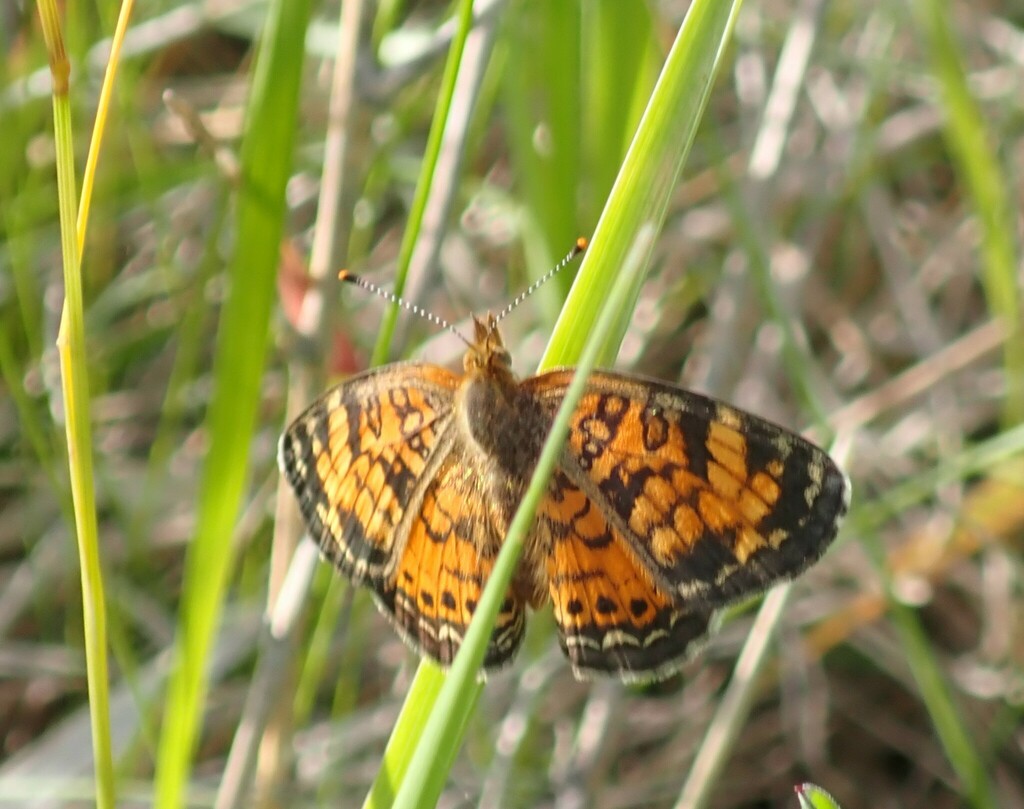 Crescents in May 2023 by Angus Mossman. in shrubby grassland mostly ...