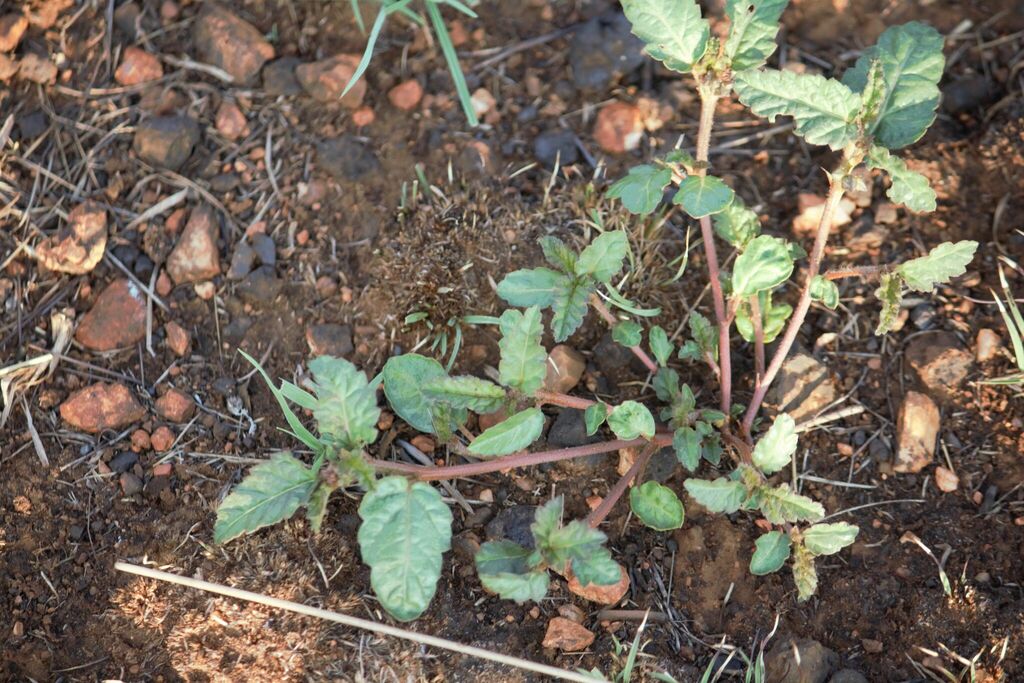 Gusha from West Rand District Municipality, South Africa on November 22 ...