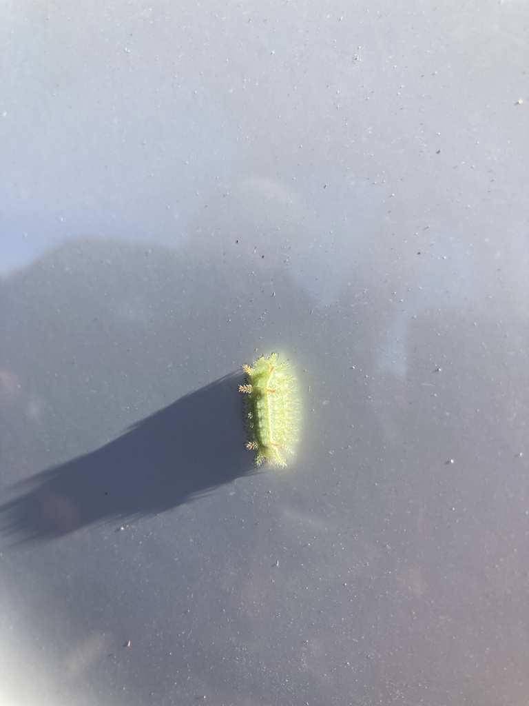 Green Oak-Slug Moth from Nutty Brown Rd, Austin, TX, US on November 22 ...