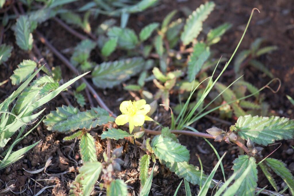 Gusha from West Rand District Municipality, South Africa on November 22 ...