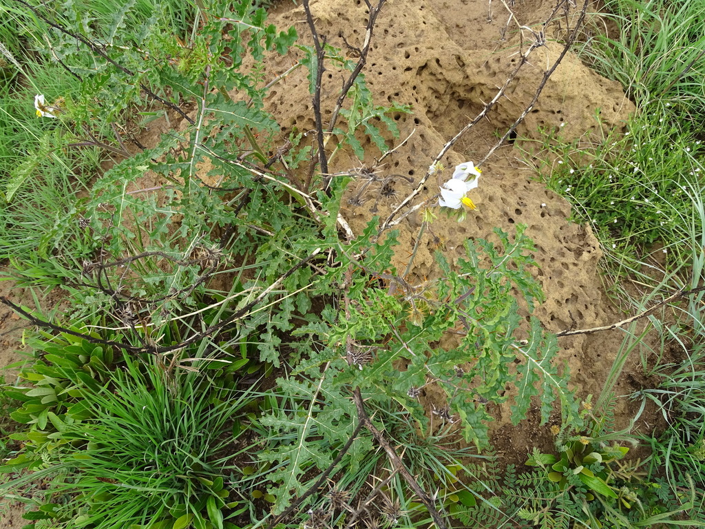 Red Buffalo-bur from Gert Sibande District Municipality, South Africa ...