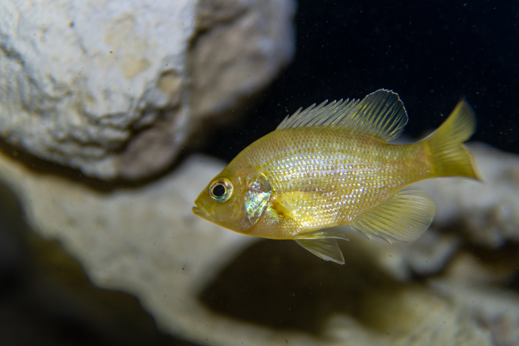 Spotted Sunfish from Levy County, FL, USA on November 4, 2023 at 07:30 ...