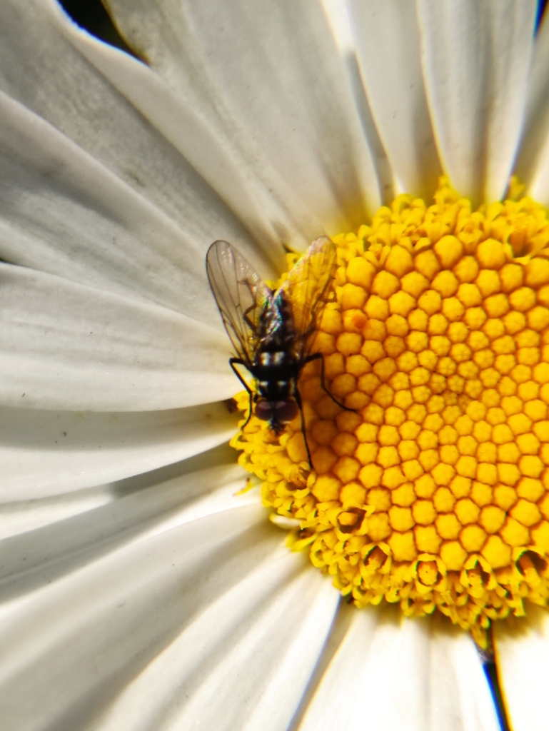 Limnophora from 3XPW+7QV, Cuenca, Ecuador on November 22, 2023 at 09:10 ...