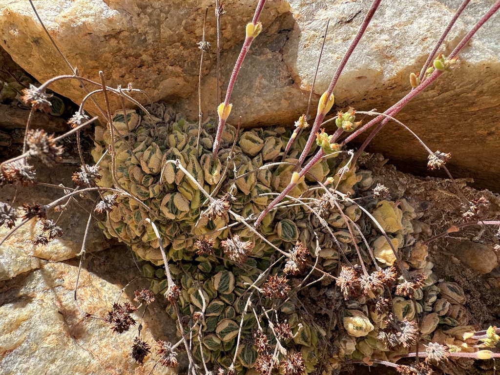 Furry Stonecrop from Steinkopf Rural, Springbok, NC, ZA on October 27 ...