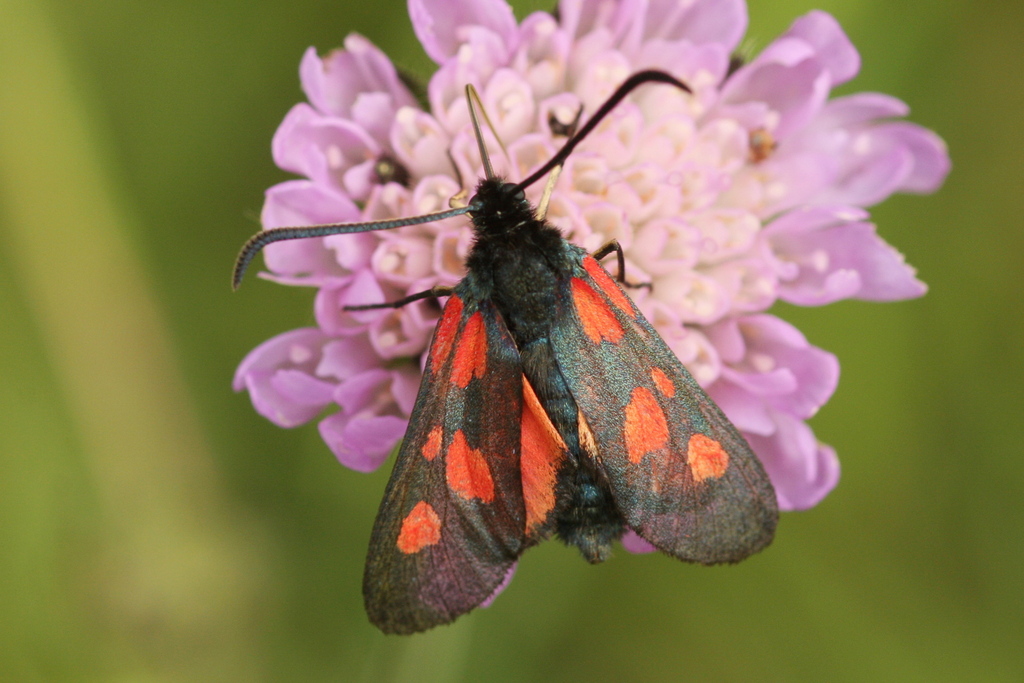 New Forest Burnet from 93437 Furth im Wald, Deutschland on June 29 ...