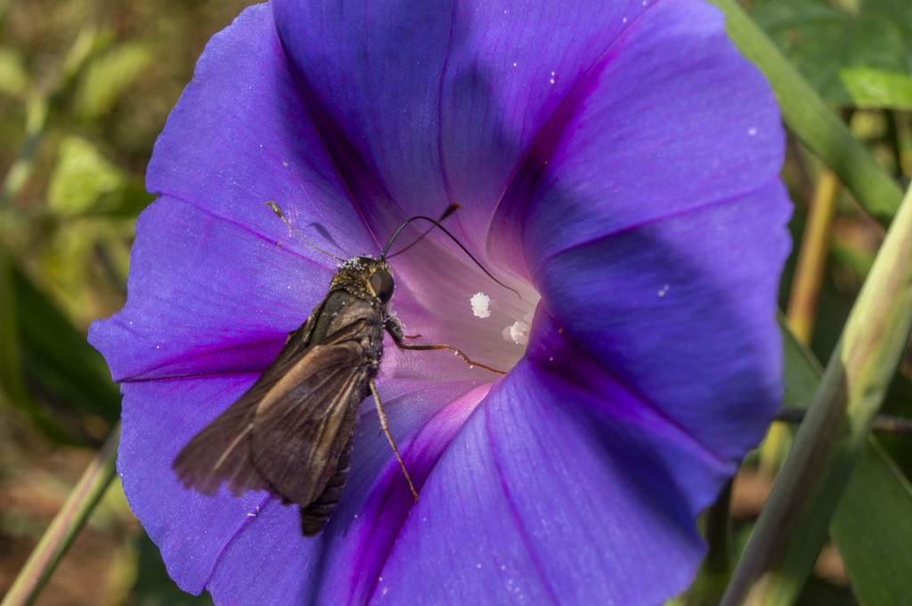 Violet-banded Skipper from Concórdia - SC, 89700-000, Brasil on April ...