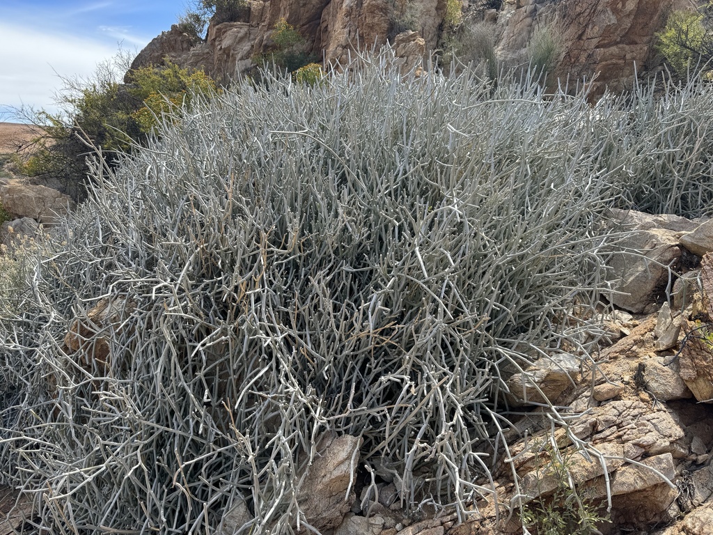 Caustic Vine from Steinkopf Rural, Springbok, NC, ZA on October 27 ...