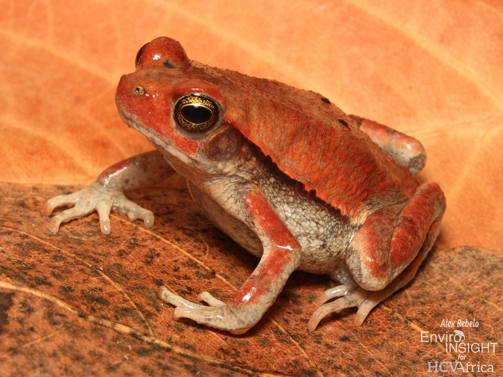 African Red Toad from Lubumbashi, Etoile Mine, DRC on November 09, 2022 ...