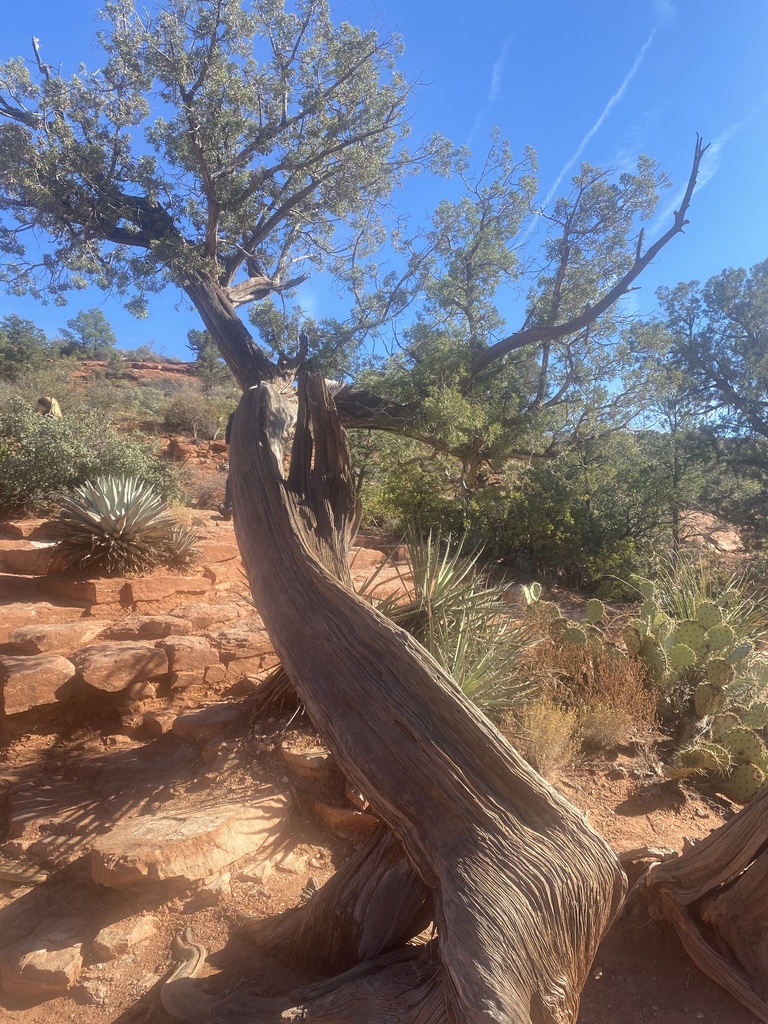 plants from Coconino National Forest, Sedona, AZ, US on November 22 ...