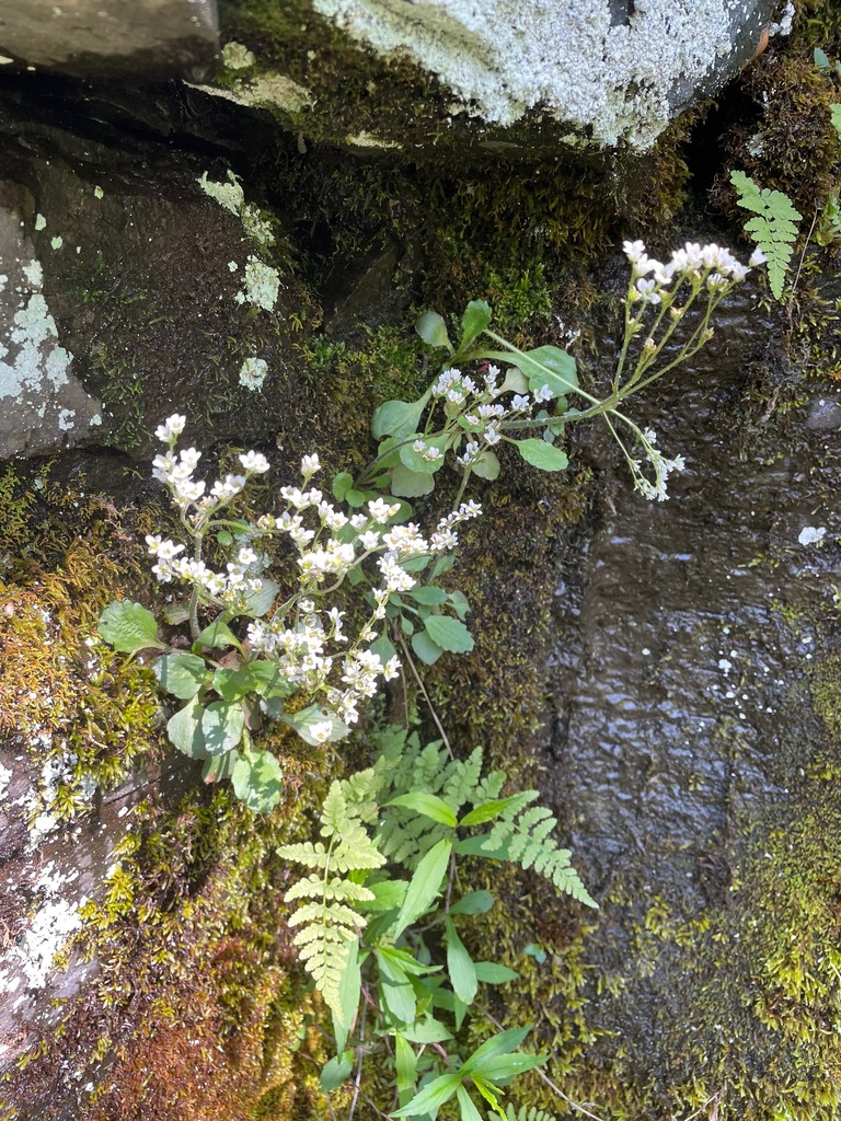 Virginia saxifrage from Rutland, Vermont, United States on May 8, 2023 ...