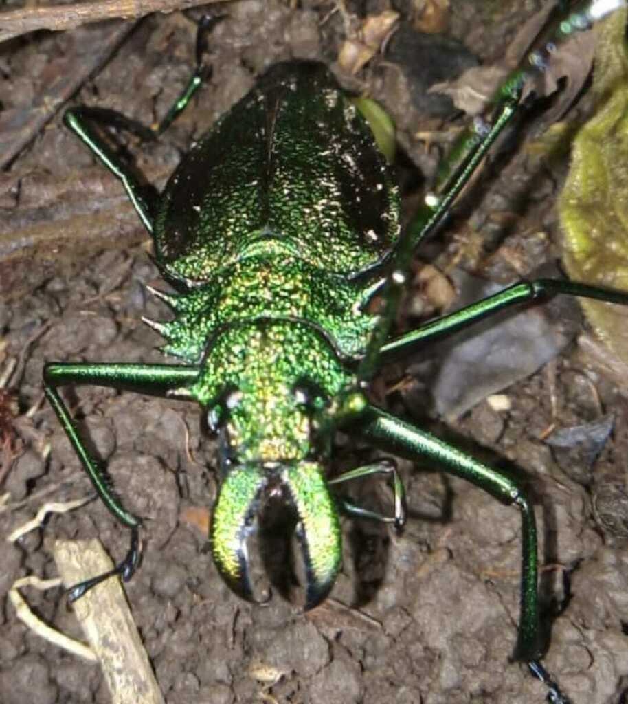 Psalidognathus from San Andrés, Dolores, Tolima, Colombia on October 21 ...