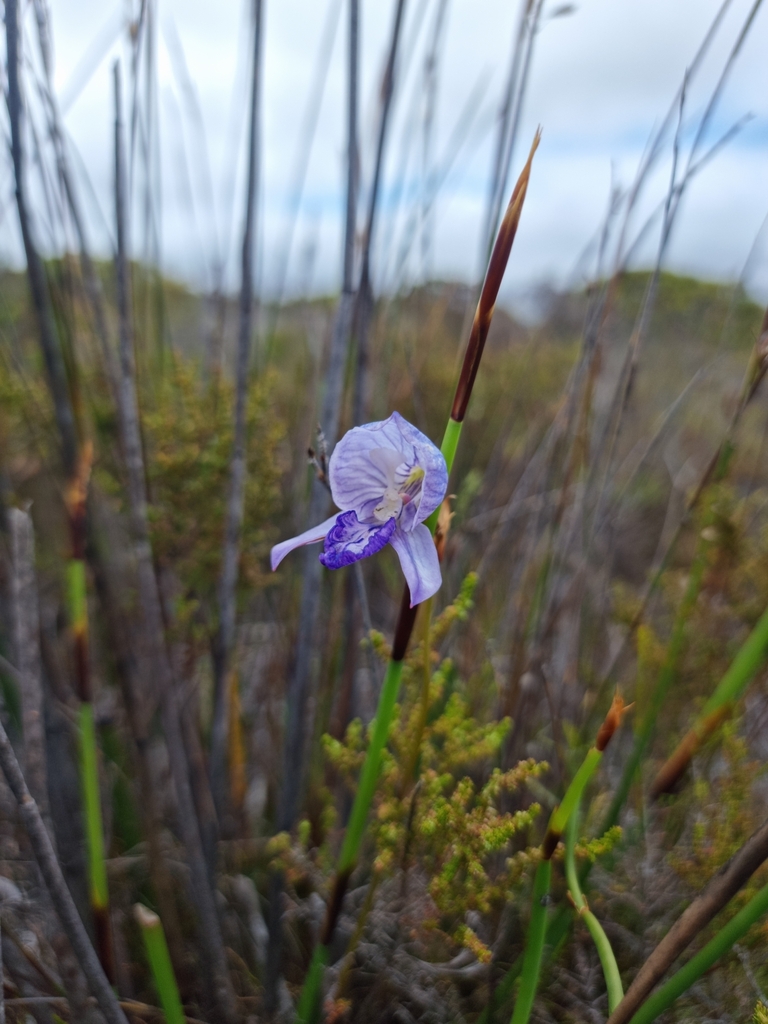 Early Blue Disa in November 2023 by Frank Gaude · iNaturalist