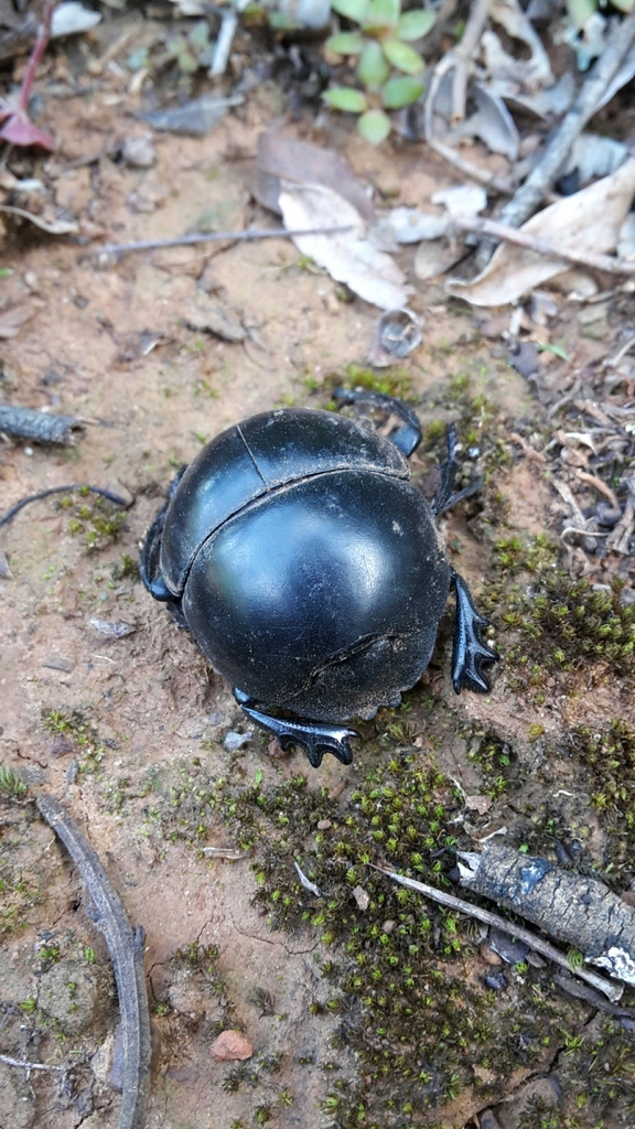 Cape Flightless Dung Beetle from Addo Elephant National Park, ZA-EC-CC ...