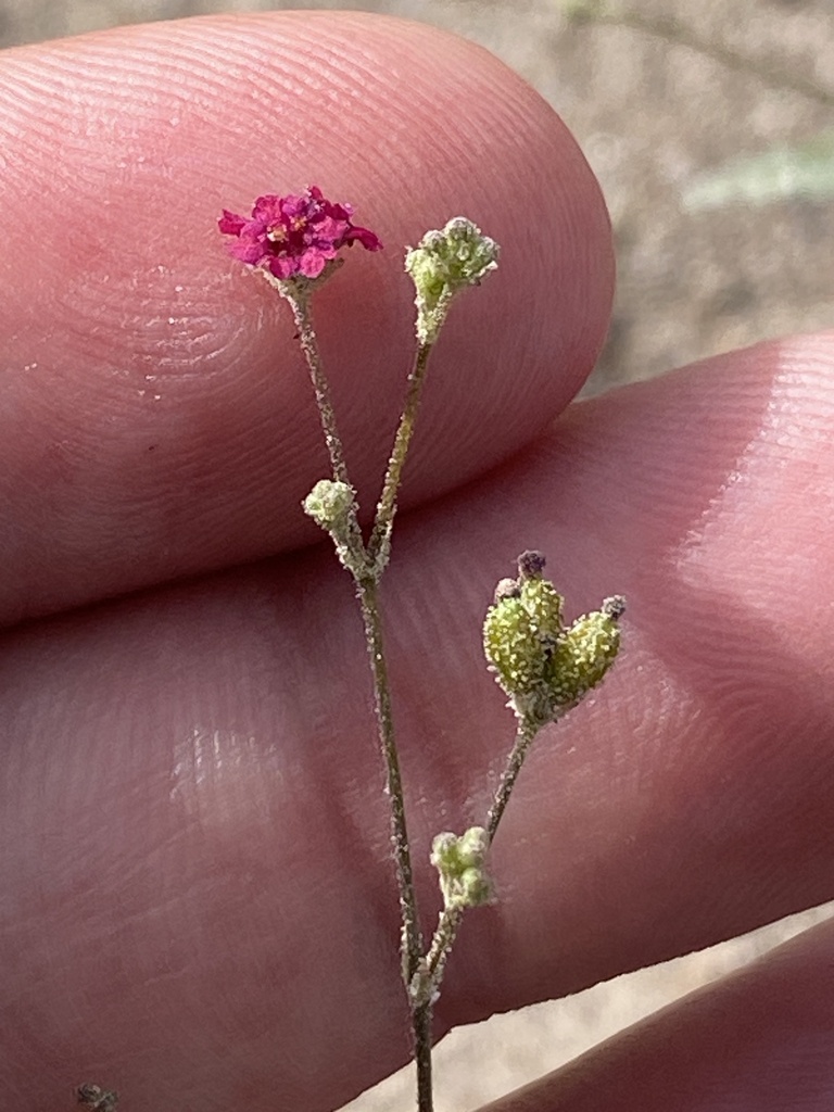 scarlet spiderling from Loreto, B.C.S., MX on November 19, 2023 at 10: ...