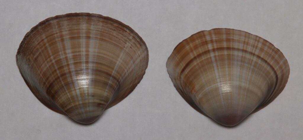 Rayed Trough Shell from 13460 Saintes-Maries-de-la-Mer, France on ...