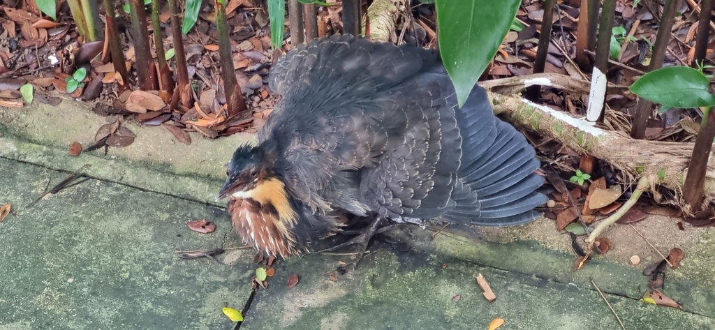 Black Bittern from Opp Hall 16, Singapore on November 22, 2023 at 08:24 ...