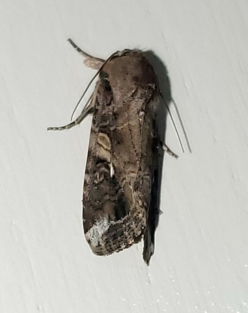Fall Armyworm Moth from Walker County, TX, USA on November 19, 2023 at ...