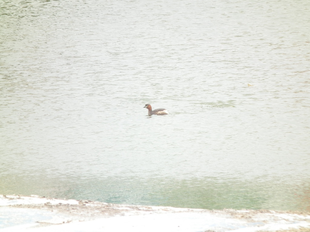 Little Grebe from 中国山东省济南市历城区 on April 23, 2011 at 11:40 AM by Karl ...