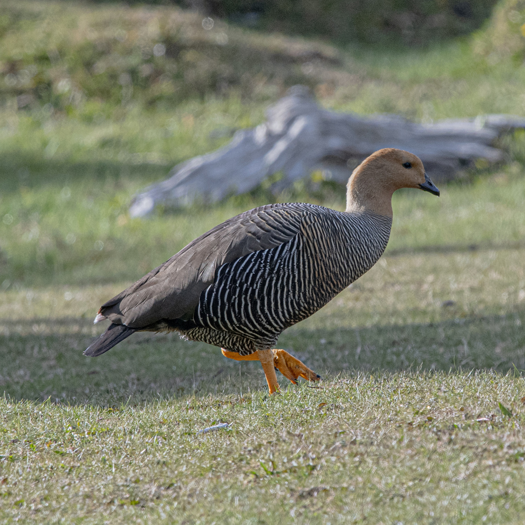 Upland Goose in November 2023 by Marcia Morris · iNaturalist