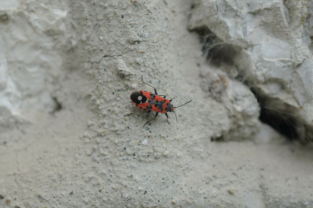 Lygaeus equestris / simulans Complex from Péry, Péry-La Heutte ...