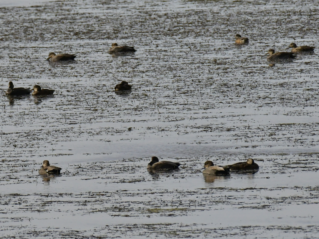 Gadwall from Princess Point Trail, Hamilton, ON L8S, Canada on November ...