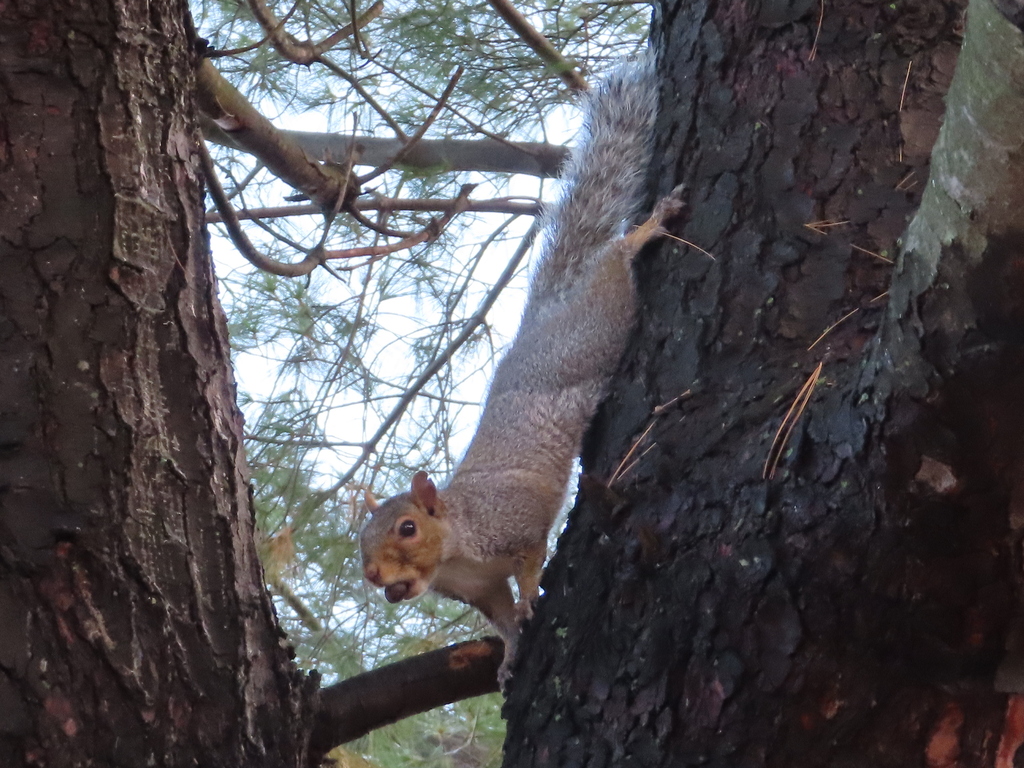 Eastern Gray Squirrel from Laurel, MD, USA on November 22, 2023 at 08: ...