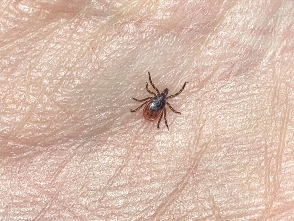 Eastern Black-legged Tick from Morgantown, WV, US on November 22, 2023 ...