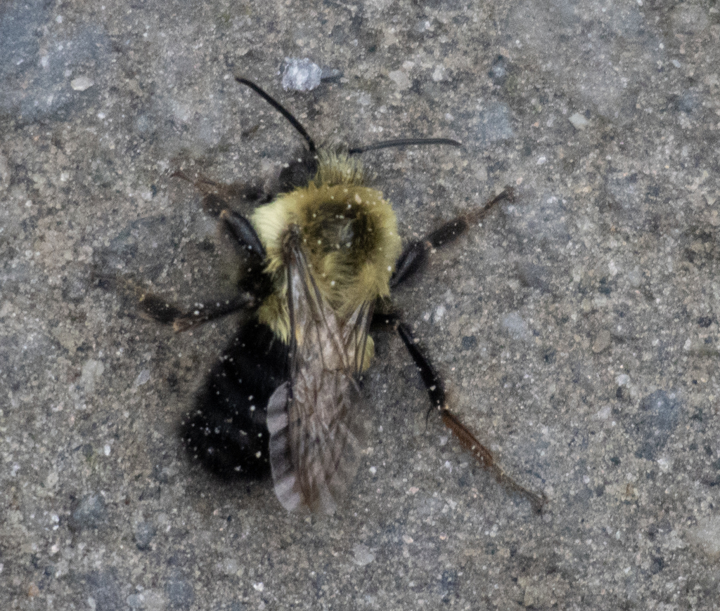 Common Eastern Bumble Bee from East Montpelier, VT, USA on September 30 ...