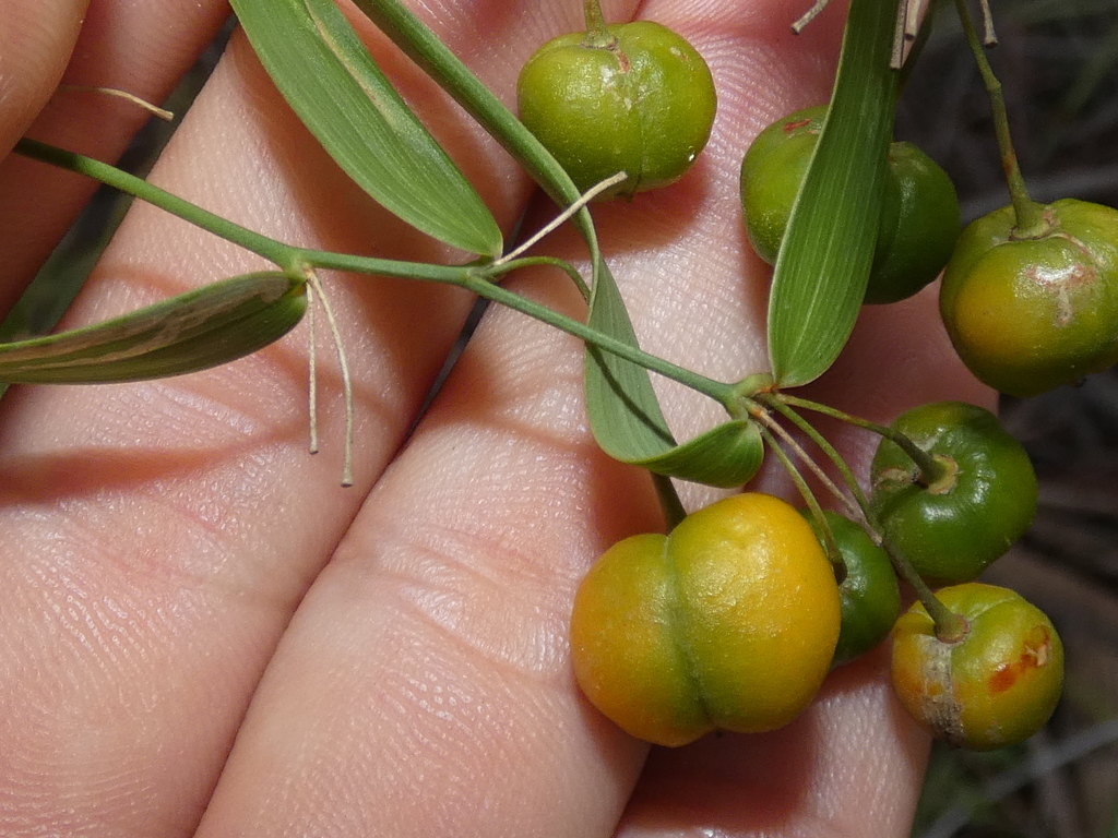 Wombat Berry from Bonville NSW 2450, Australia on March 29, 2019 at 06: ...