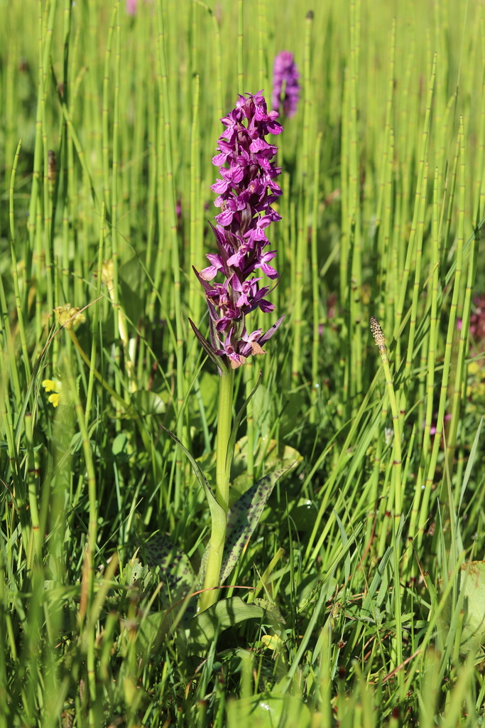 Broad-leaved Marsh Orchid from Stampa, Bregaglia, Švýcarsko on July 1, 2018 at 07:30 AM by ...