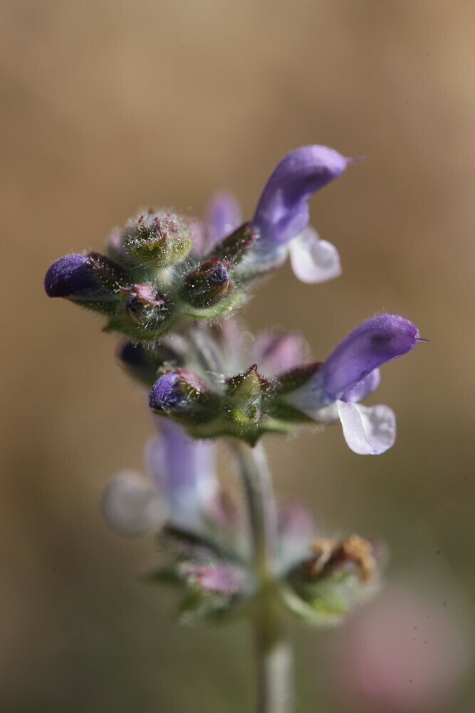 wild clary from Madrid, España on April 24, 2022 at 12:49 PM by Natalia ...