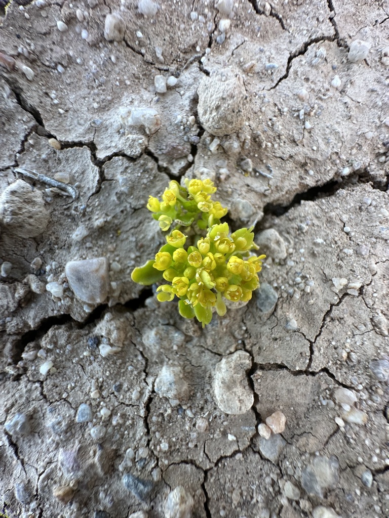 Lepidium flavum flavum from Newberry Springs, CA, US on April 10, 2023 ...