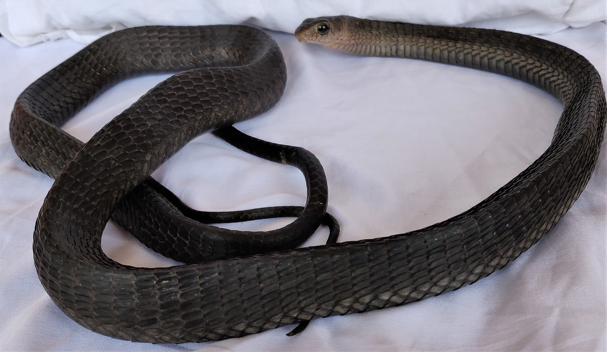 Thrasops Hallowell, 1857