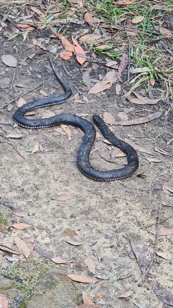Red-bellied Black Snake from Sydney NSW, Australia on June 3, 2020 at ...