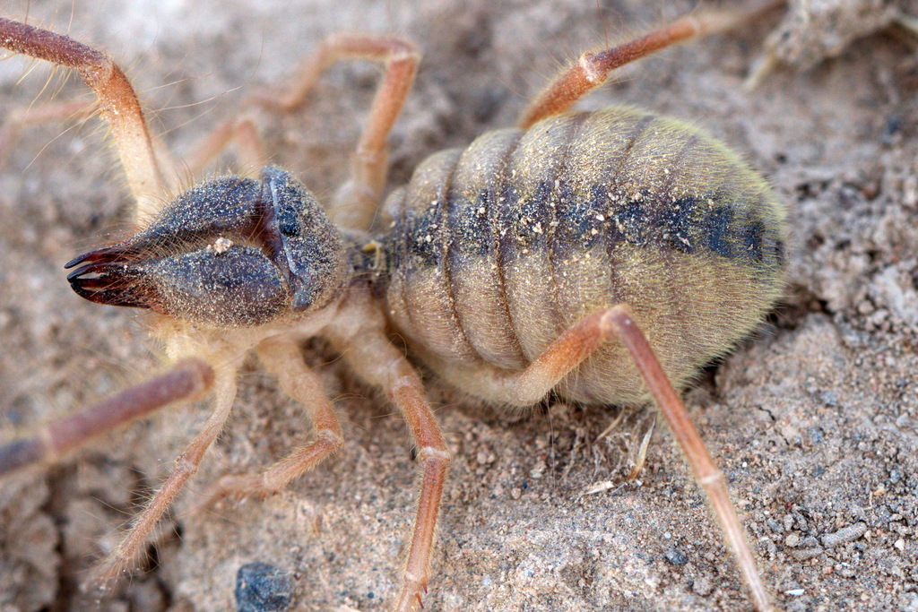 Galeodes caspius fuscus from Ingichka, Узбекистан on September 28, 2023 ...
