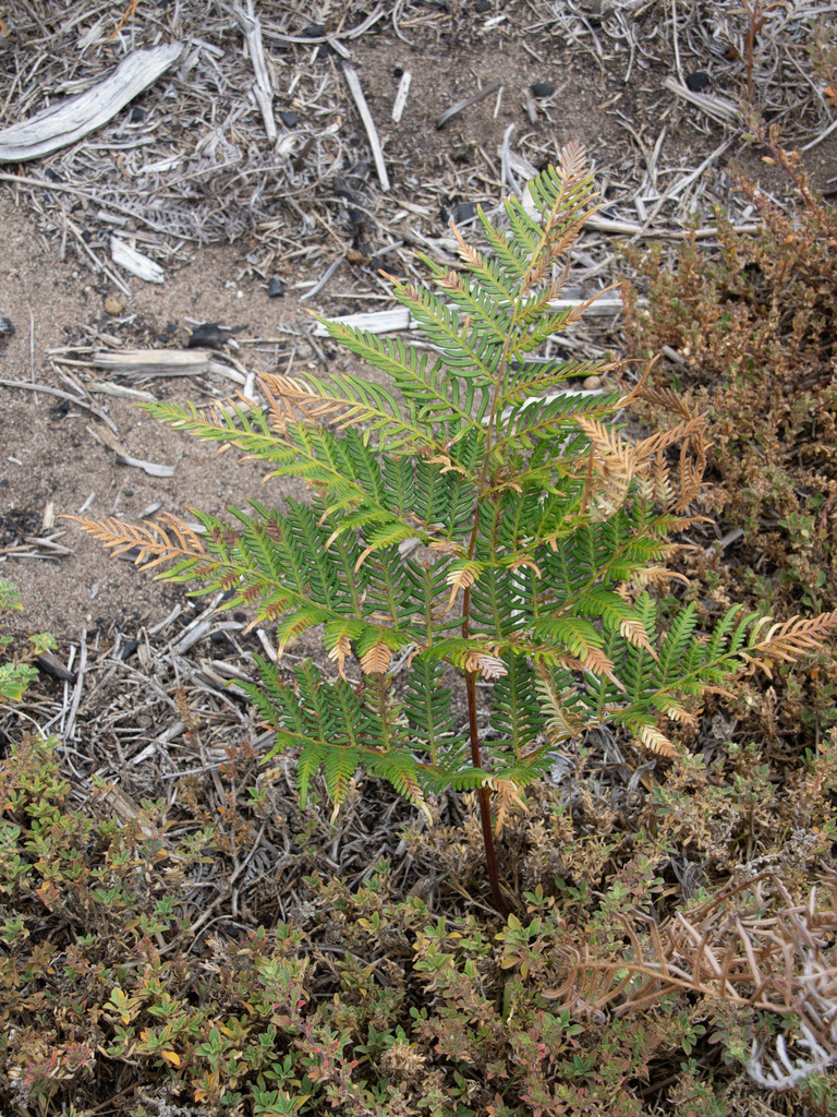 Austral Bracken from Melbourne VIC, Australia on March 29, 2019 at 11: ...