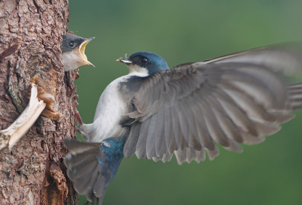 Tree Swallow from Hampton, NB, Canada on July 4, 2023 at 04:46 PM by ...