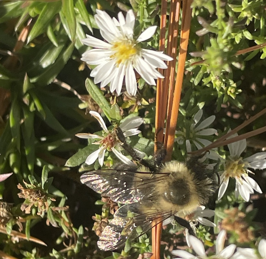 Common Eastern Bumble Bee from Forest Hills, Washington, DC 20008, USA ...