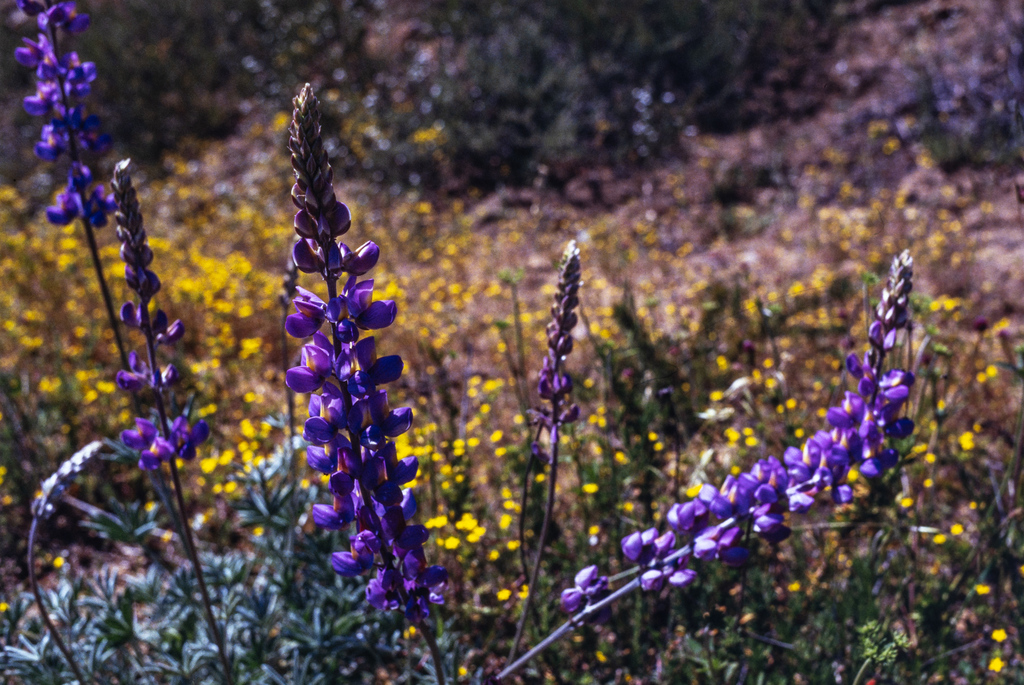lupines from Arkansas Canyon on March 25, 1995 at 11:31 AM by Craig ...