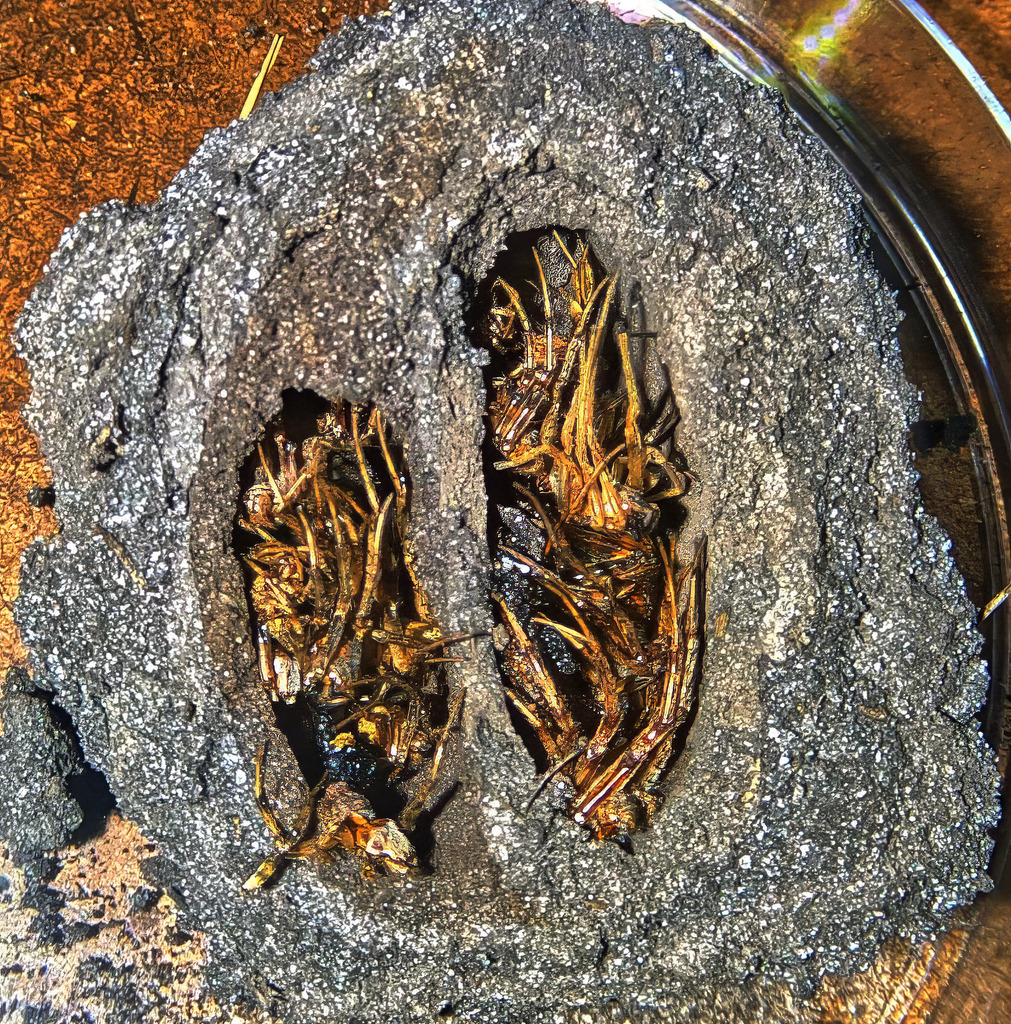 Mud-dauber Wasps from Osceola County, FL, USA on November 22, 2023 at ...