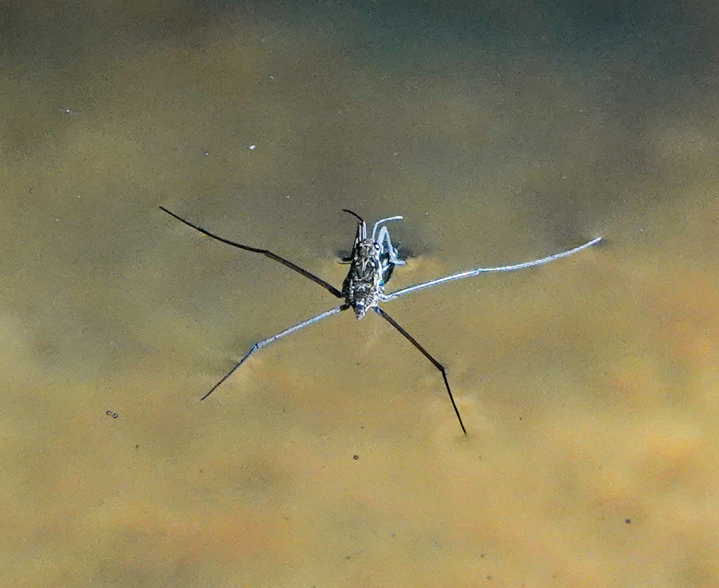North American Common Water Strider from Clark County, NV, USA on ...