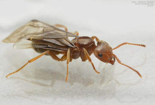 Lasius distinguendus · iNaturalist United Kingdom